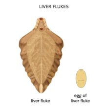Liver Flukes in Goats: Parasites With a History - Goat Journal